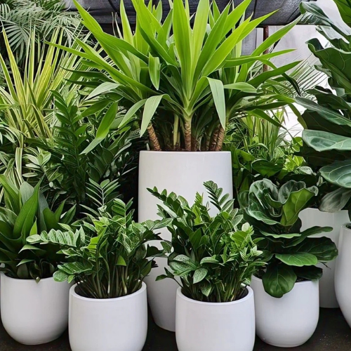 Combo Plants Bundle of 6 Pieces in Ceramic Pots – Royal Plantscape Garden
