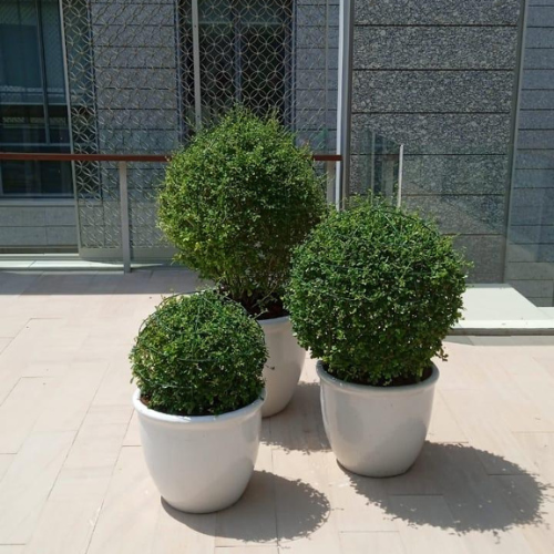 Set of 3 Ehretia Microphylla (Ball Shape) in Ceramic Pots – Royal ...