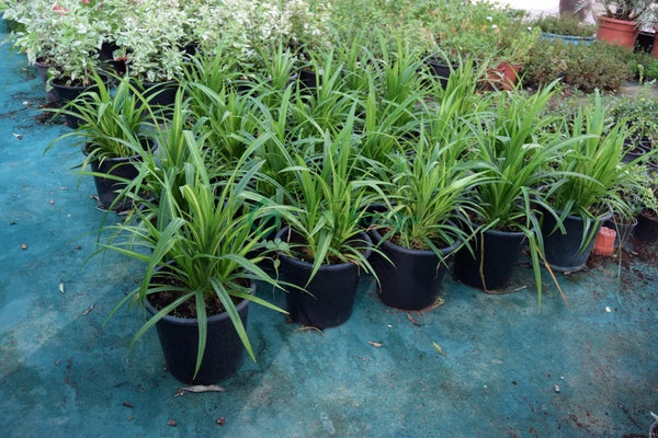 Variegated Dwarf Pandanus – Royal Plantscape Garden